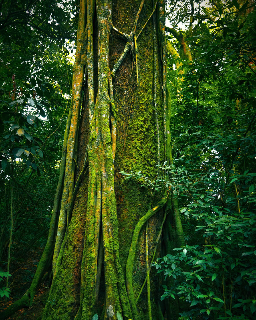 Nyungwe forest rwanda | Primate Safaris